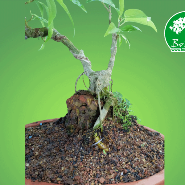 Bonsai LK - Buy Premium Bonsai Plants in Sri Lanka | Bonsai LK