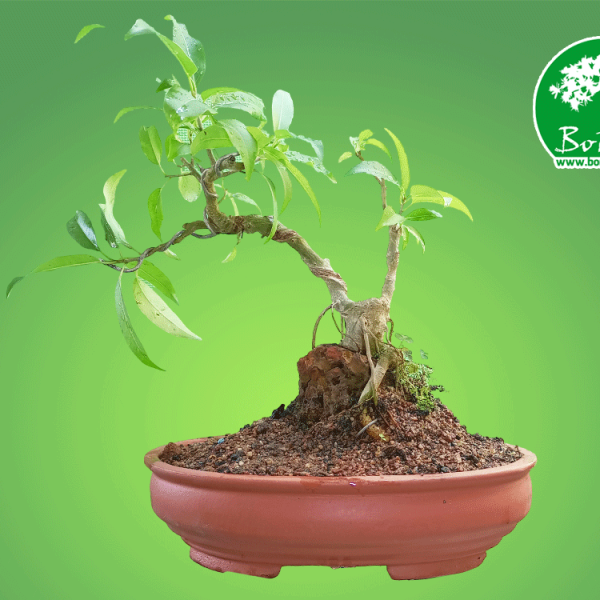 Bonsai LK - Buy Premium Bonsai Plants in Sri Lanka | Bonsai LK
