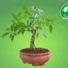 Bonsai LK - Buy Premium Bonsai Plants in Sri Lanka | Bonsai LK