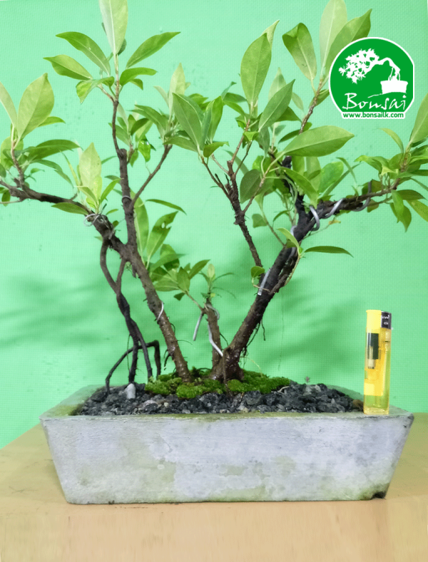Bonsai Plant Golden Ficus (Benjamina)