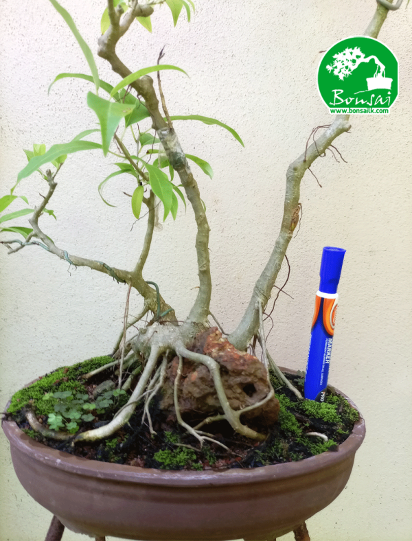 Ahatu Bonsai Plant in Sri Lanka - Buy Premium Bonsai Plants in Sri ...